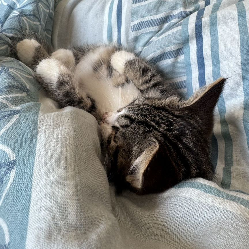 Ищу дом для котенка
