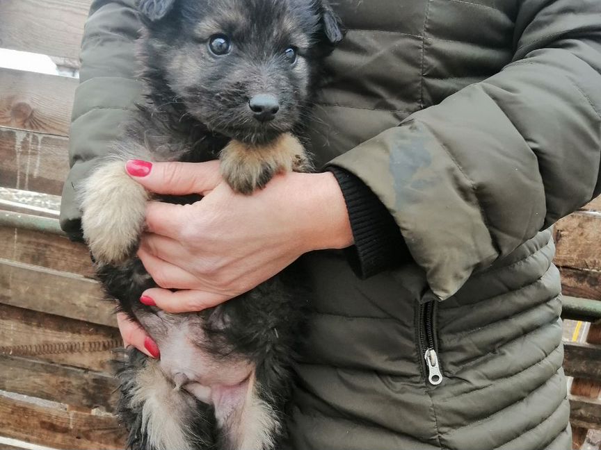 Щенок мальчик 1 мес