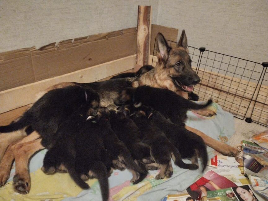 Немецкая овчарка