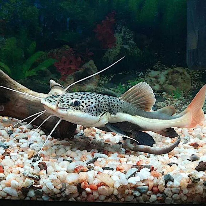 Фрактоцефалус