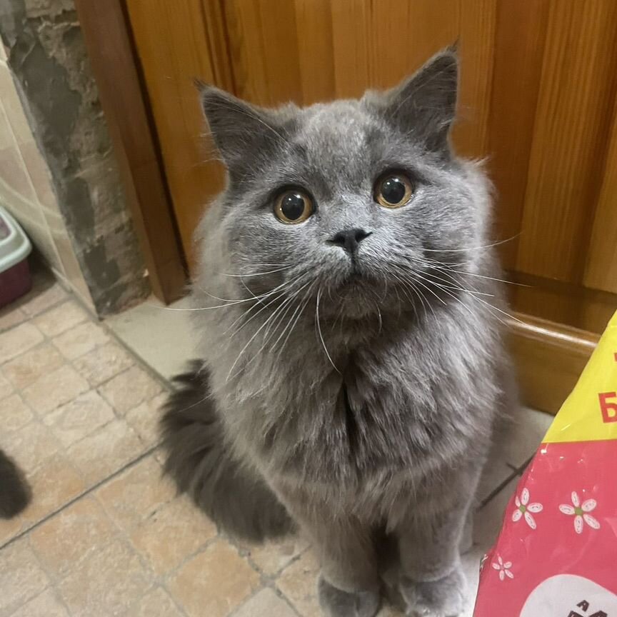 Продам кота британец