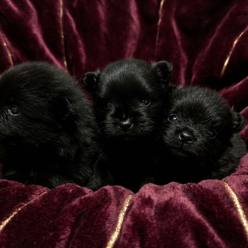 Померанский шпиц, щенок