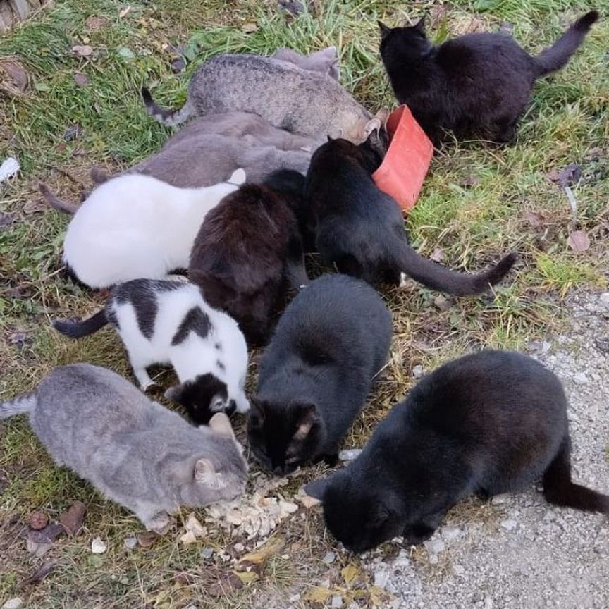 Взрослая кошка в добрые руки