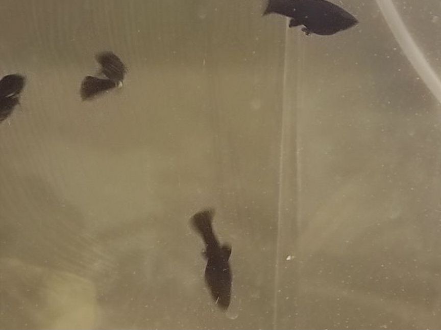 Аквариумные рыбки