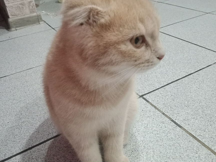 Кот