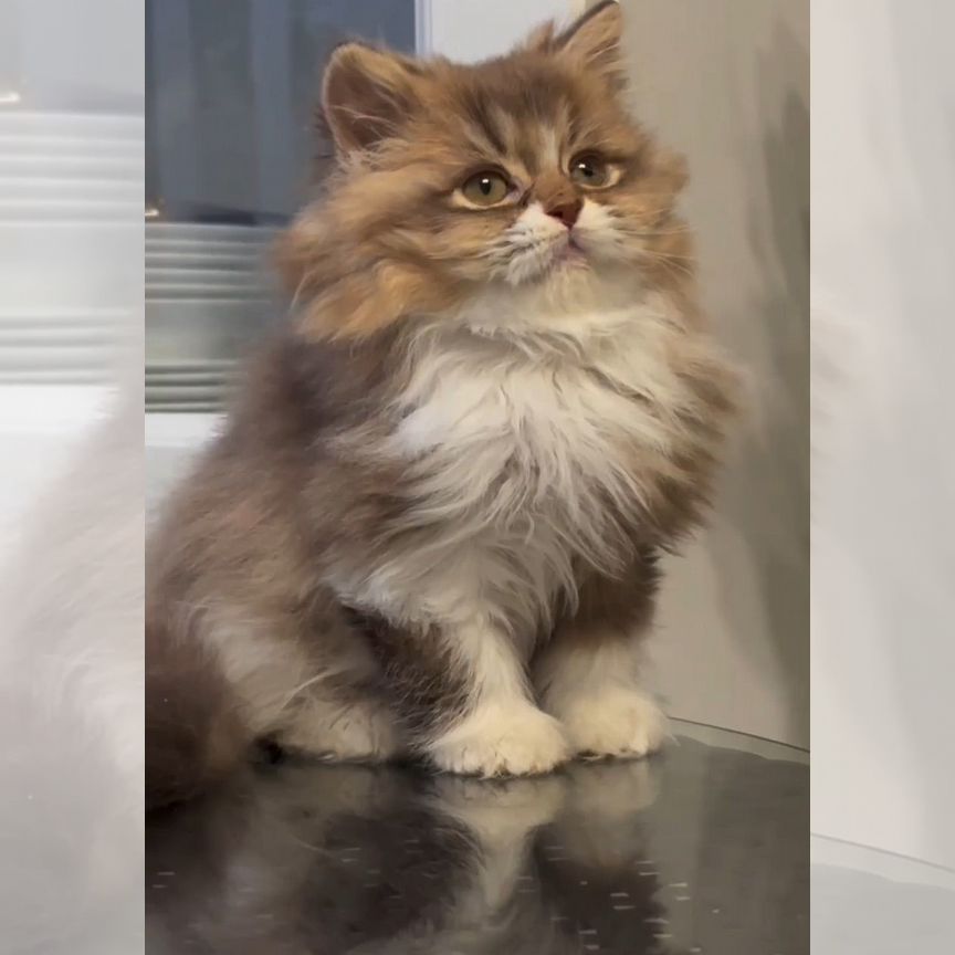 Шоколадная золотая шиншилла, кошечка