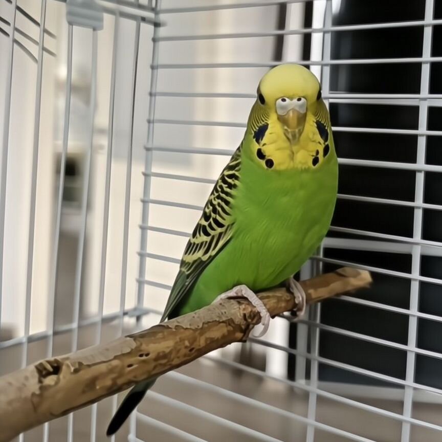 Попугай с клеткой