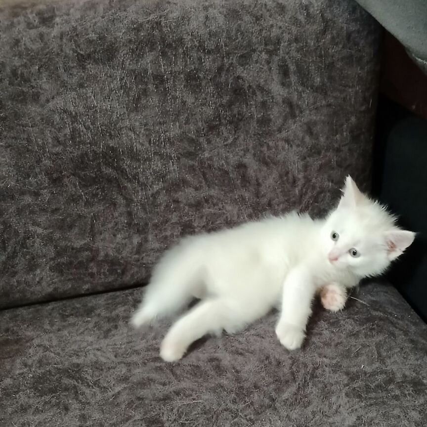 Рэгдолл котёнок