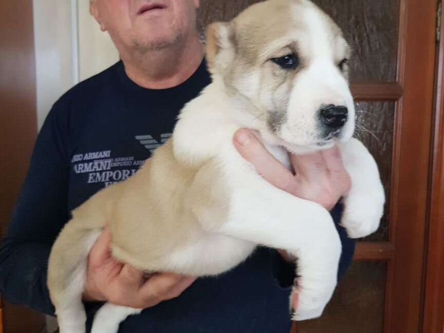 Щенки сао алабай