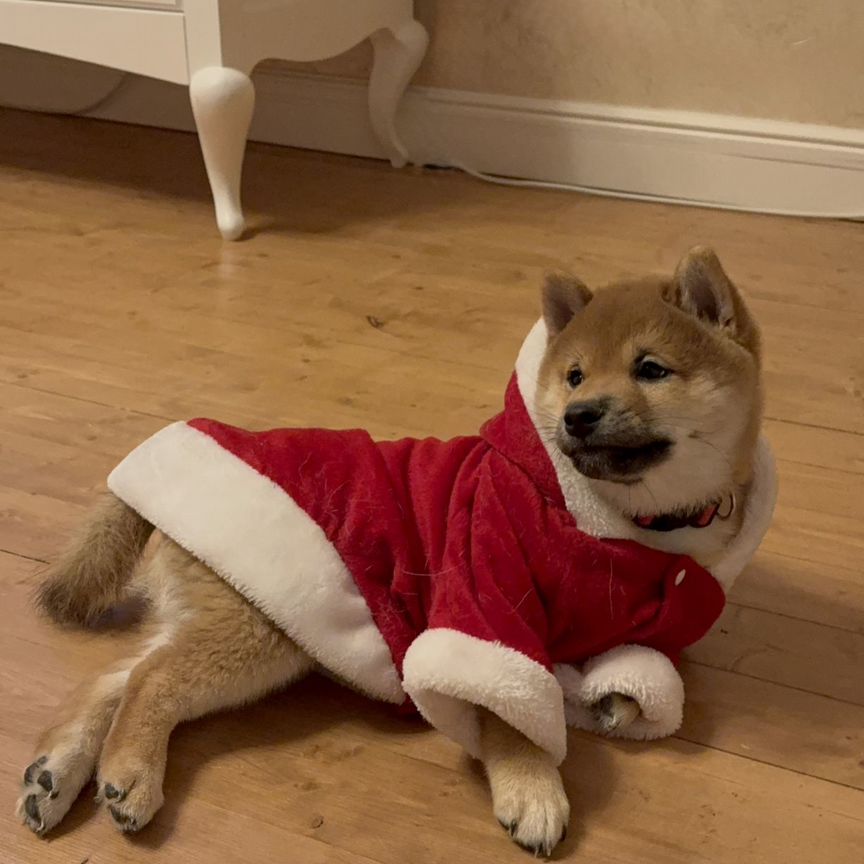 Сиба-ину, щенок