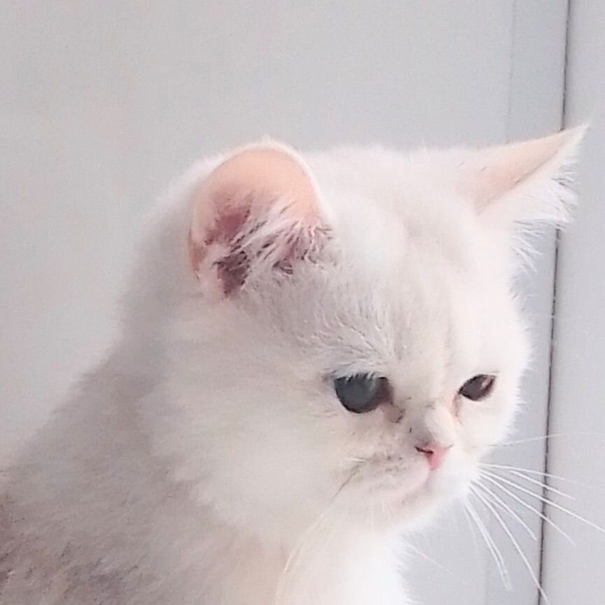 Кошечки, кот и подростки