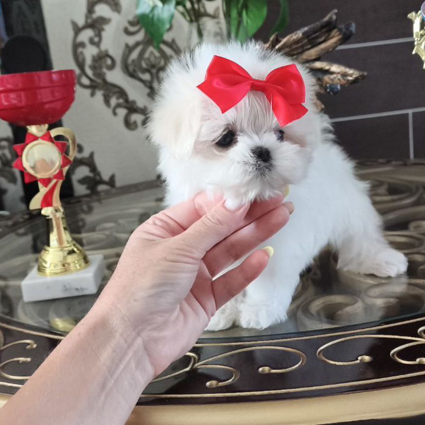Мальтийская болонка, щенок