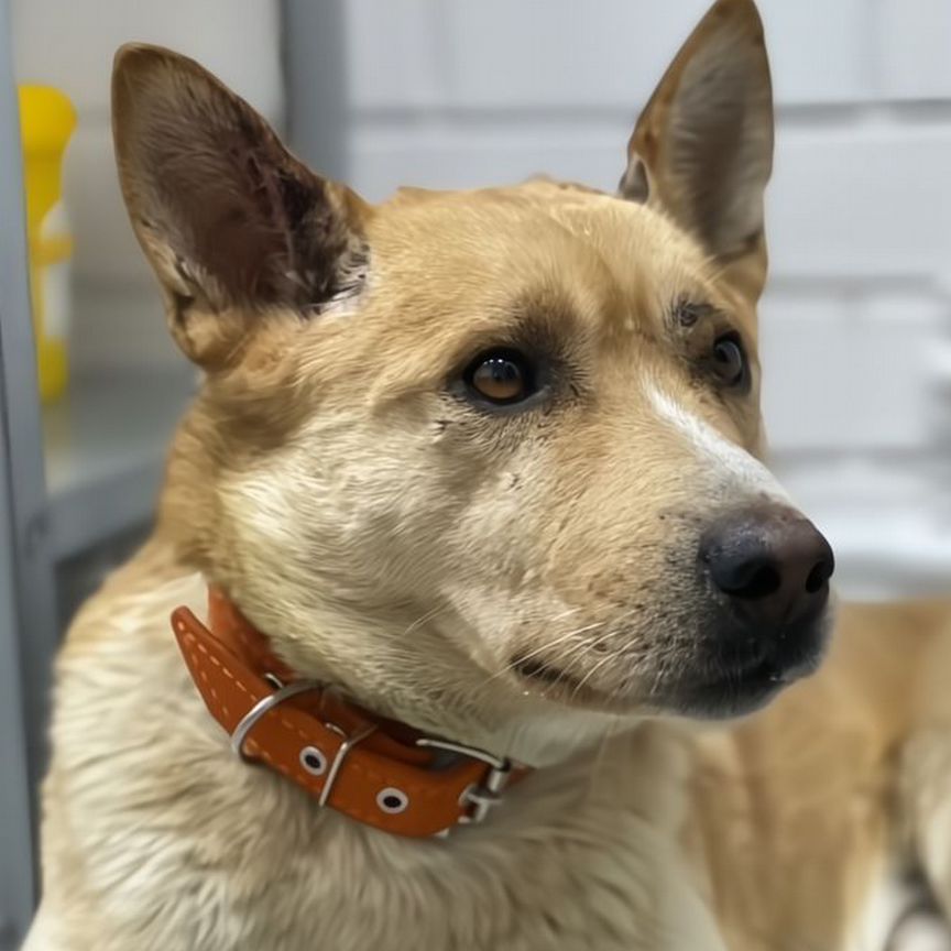 Взрослый пёс в добрые руки