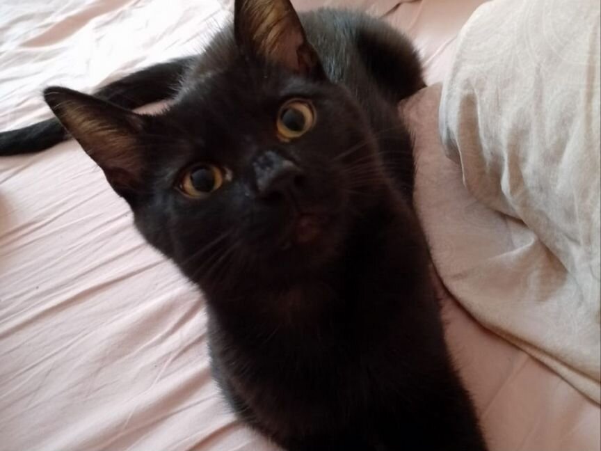 Кошка полу кун