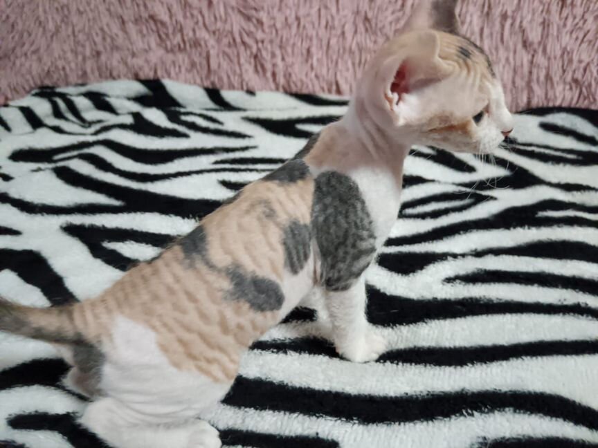 Котенок Сфинкс