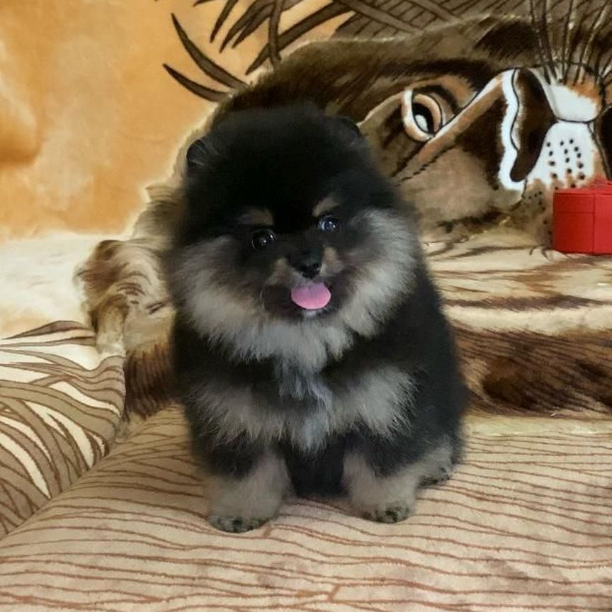 Померанский шпиц