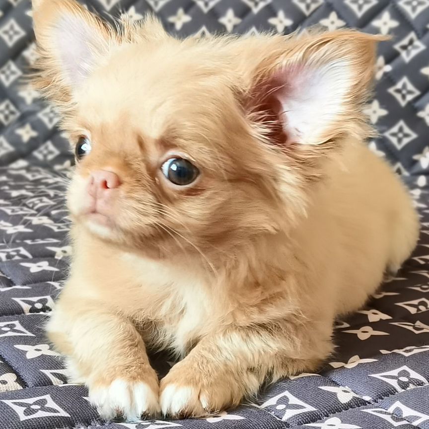 Чихуахуа, щенок