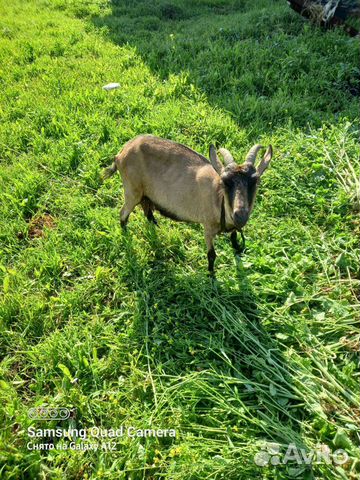 Коза дойная