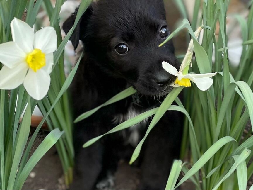 Торри ищет дом