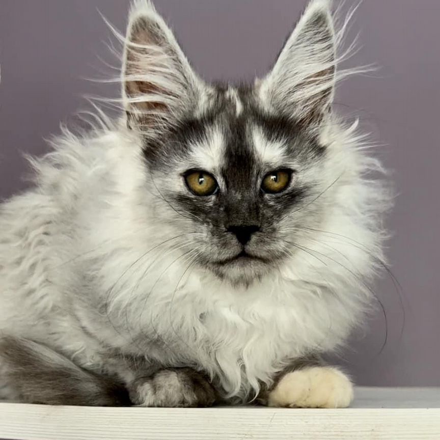 Мейн кун Шоу кошка