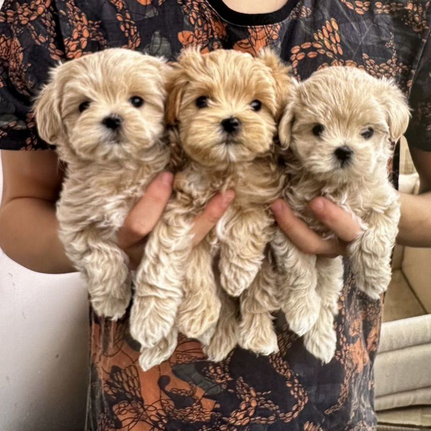 Мальтипу, щенок