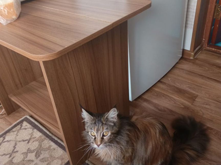 Мэйн кун бесплатно