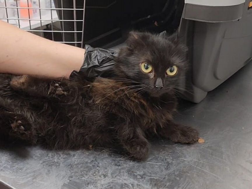 Добрая кошечка погибает на даче