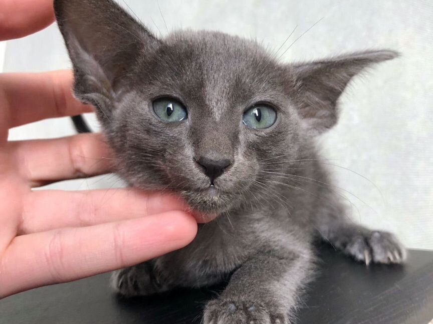 Ориентальная голубая кошка