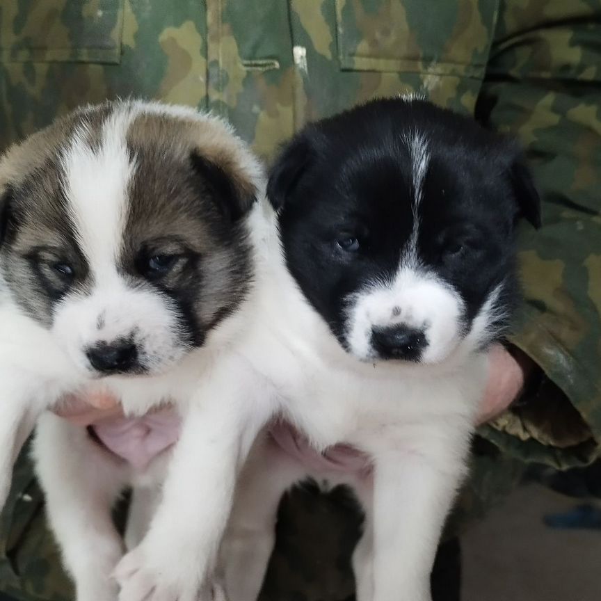 Щенки