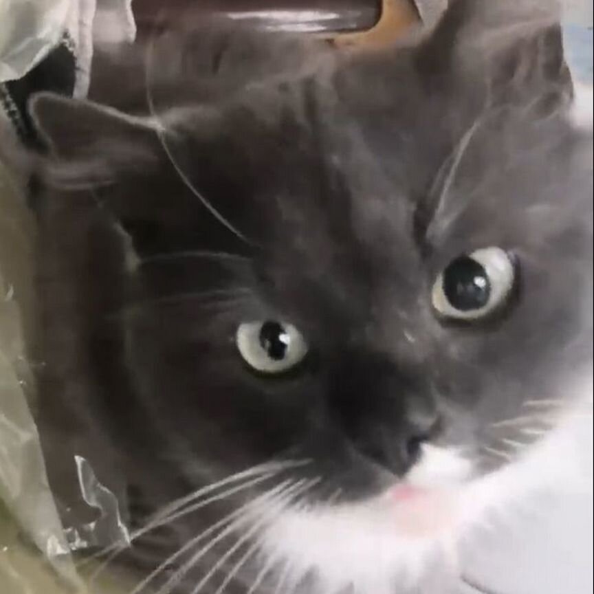 Котику очень нужен дом