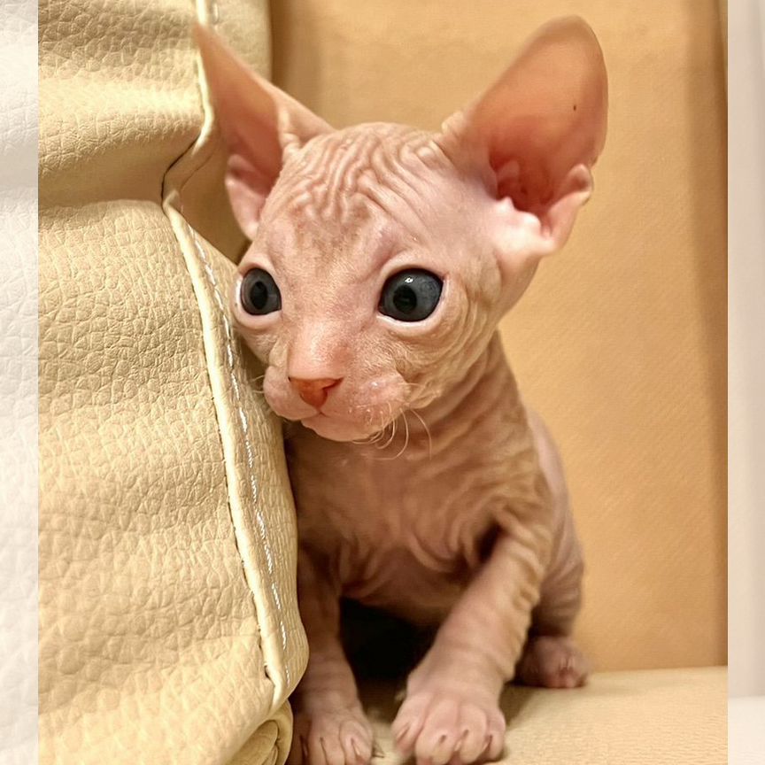 Котята донского сфинкса