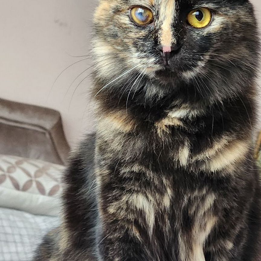 Кошечка