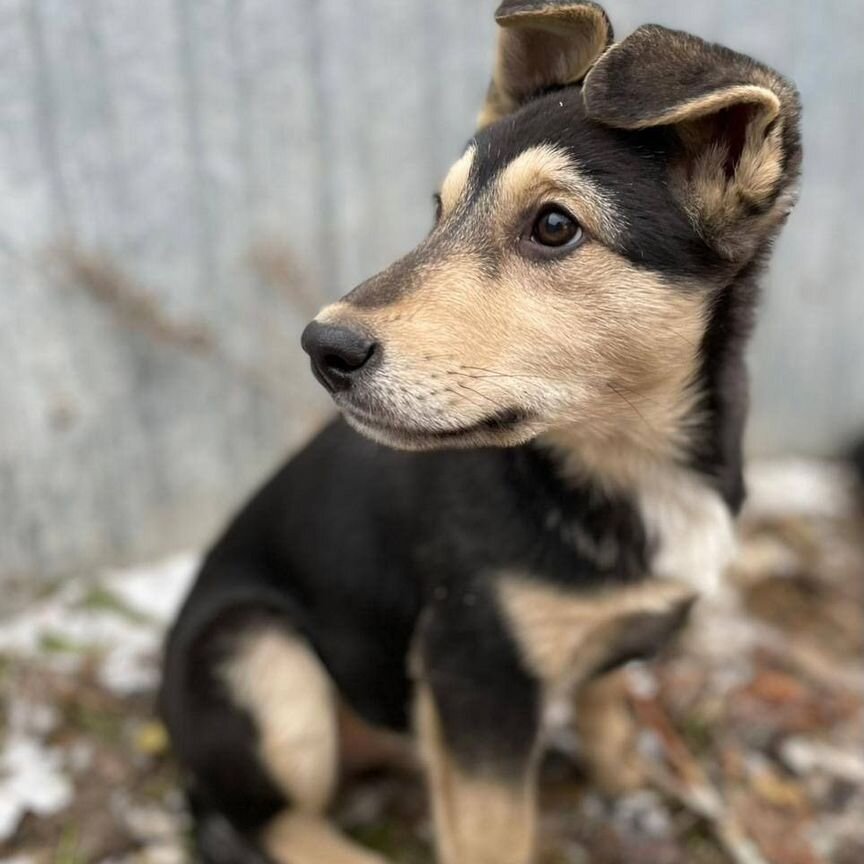 Верные щенки - лучшие друзья