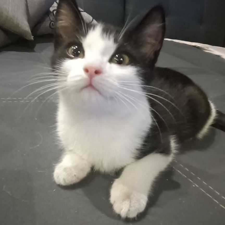 Котёнок в добрые руки