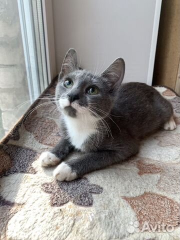 Котенок Грейс
