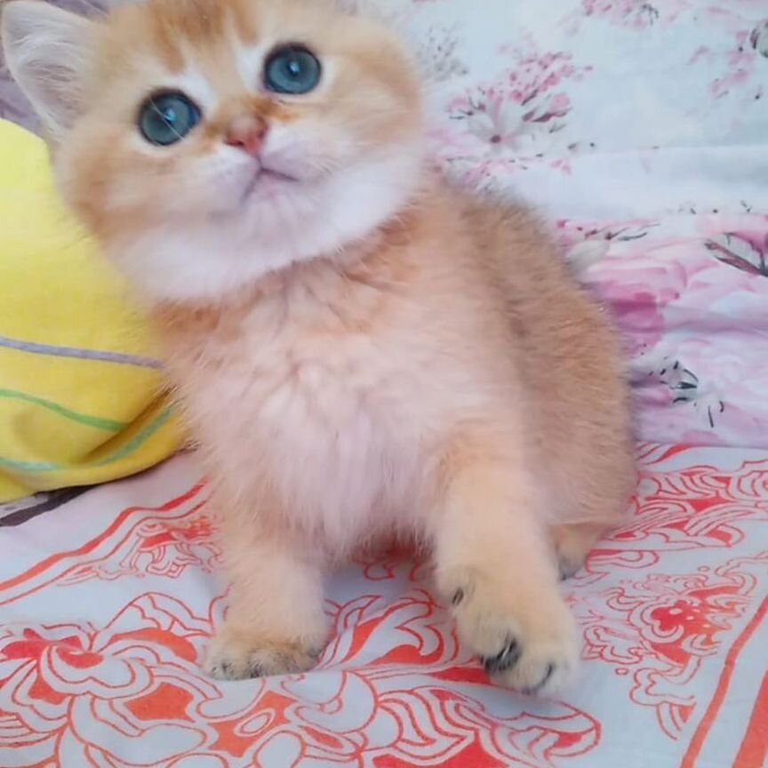 Британские котята