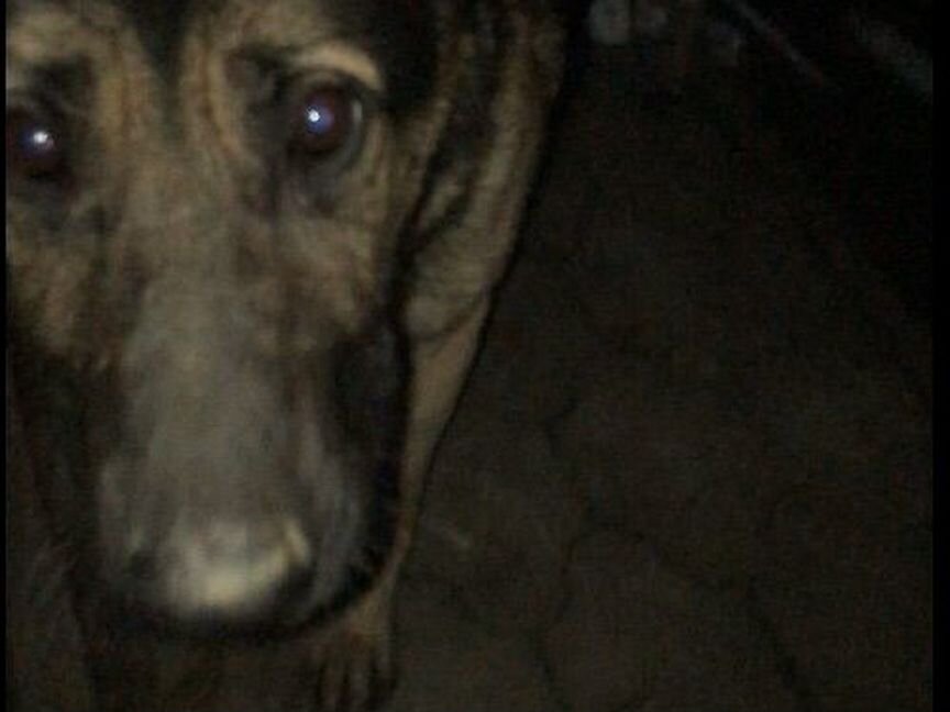 Ищем хозяина немецкой овчарки