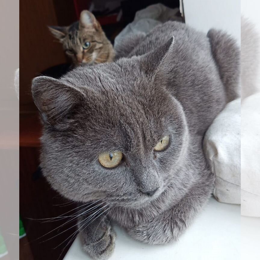 Взрослый кот в добрые руки