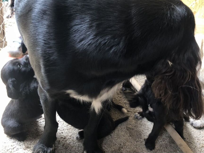 Щенки спаниеля (рос) бесплатно