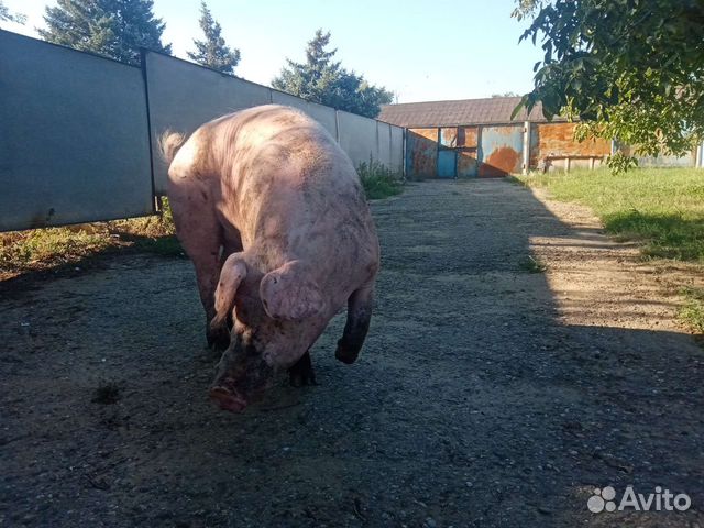 Продам хряка на племя