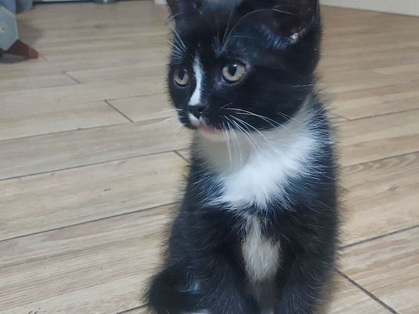 Котятки в добрые руки