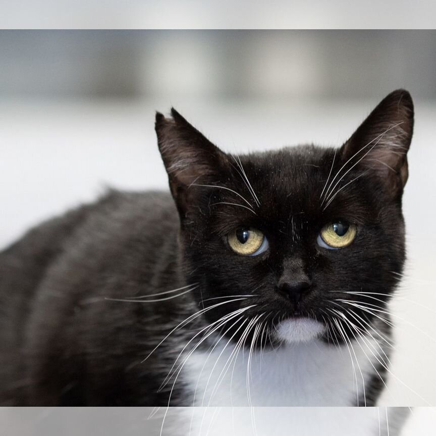 Взрослая кошка из приюта