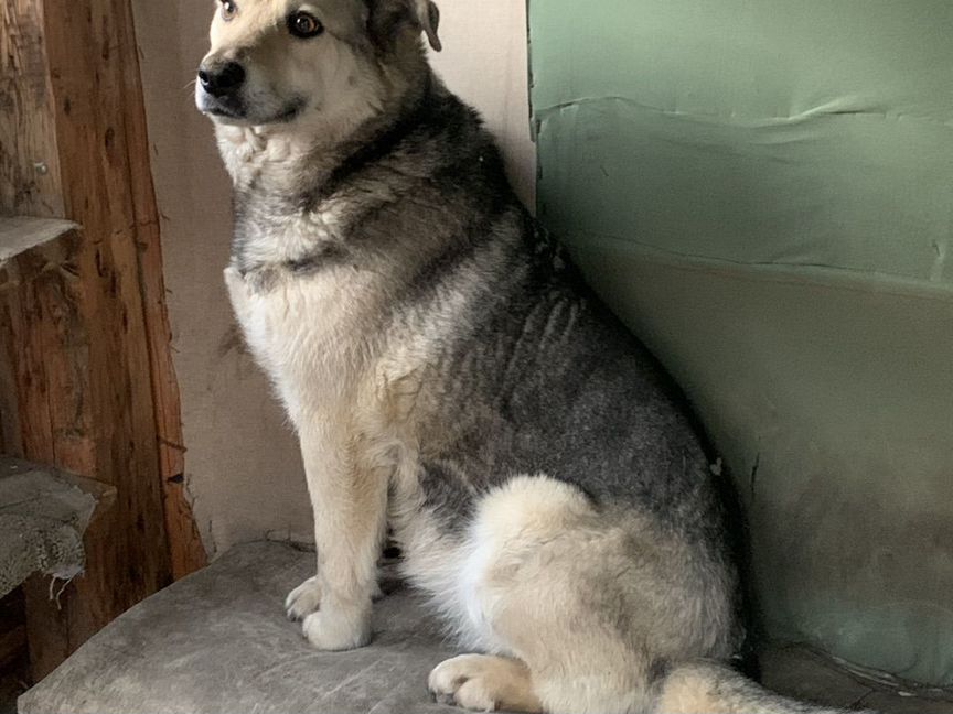 Собака в добрые руки