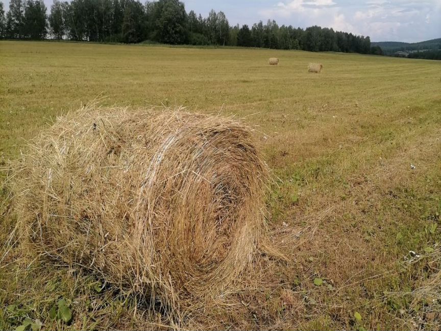 Сено в рулонах