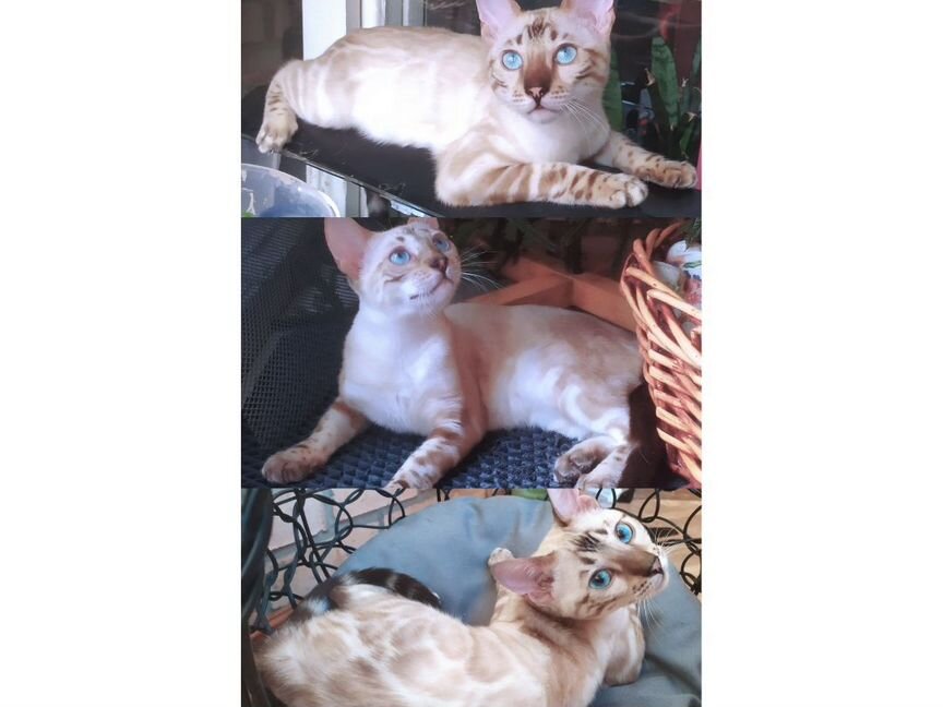 Бенгальские котята линкс розетка