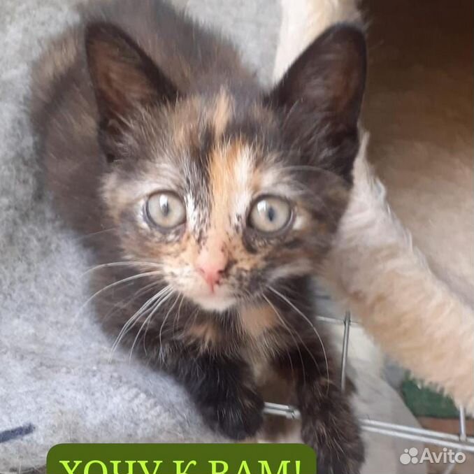 Котёнок шейла, 1.5 мес., черепахового окраса