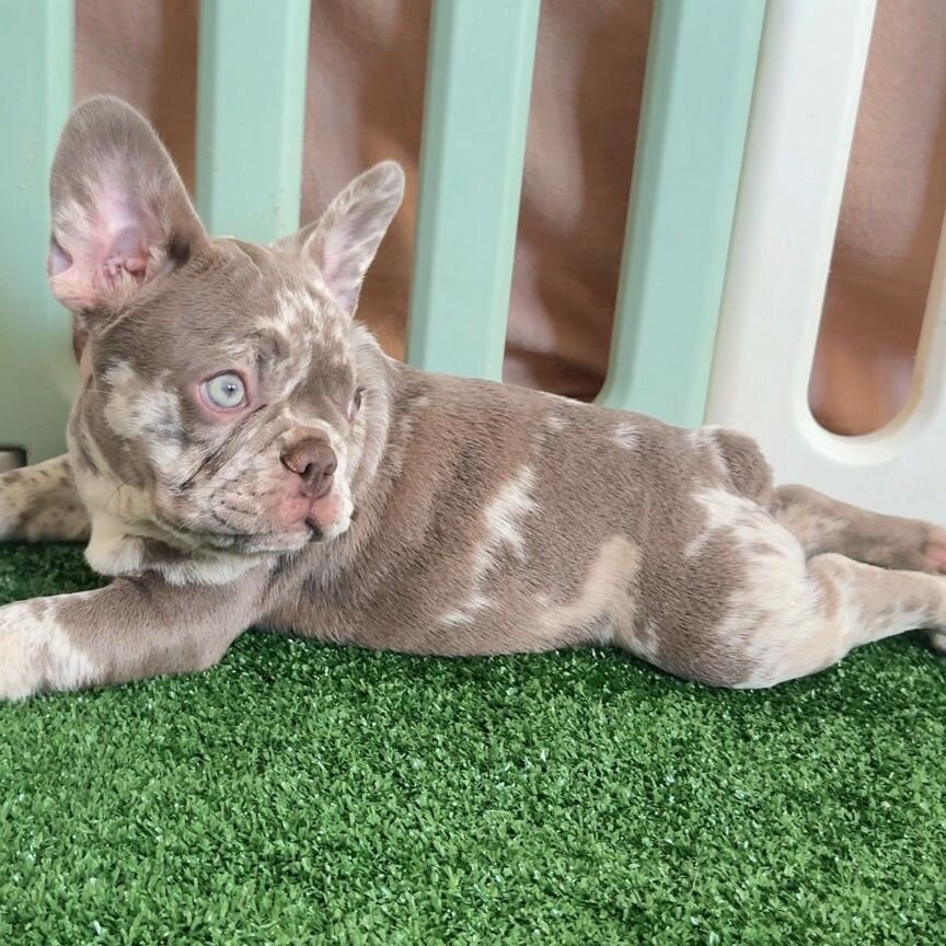 Французский бульдог, щенок