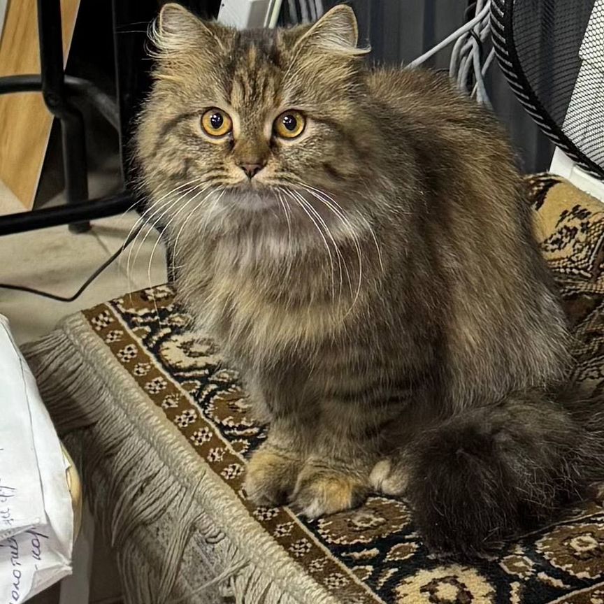 Сибирская кошка