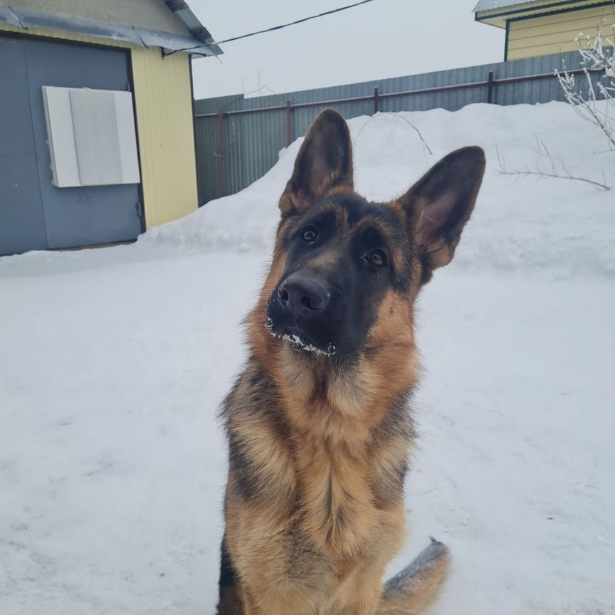 Щенки немецкой овчарки