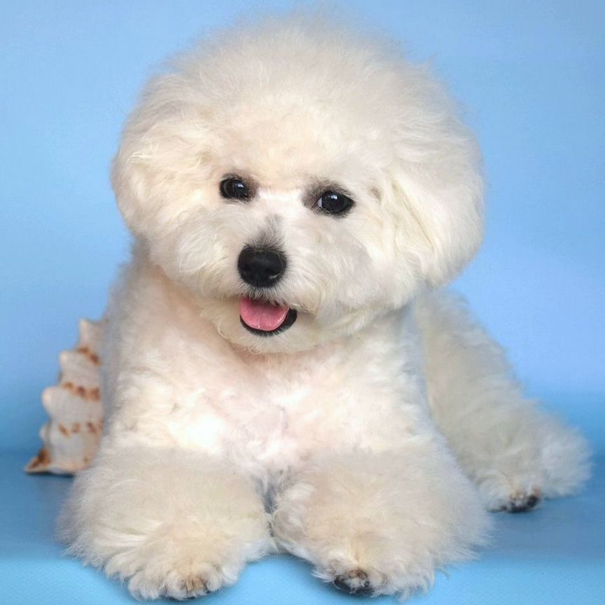 Бишон фризе, щенок